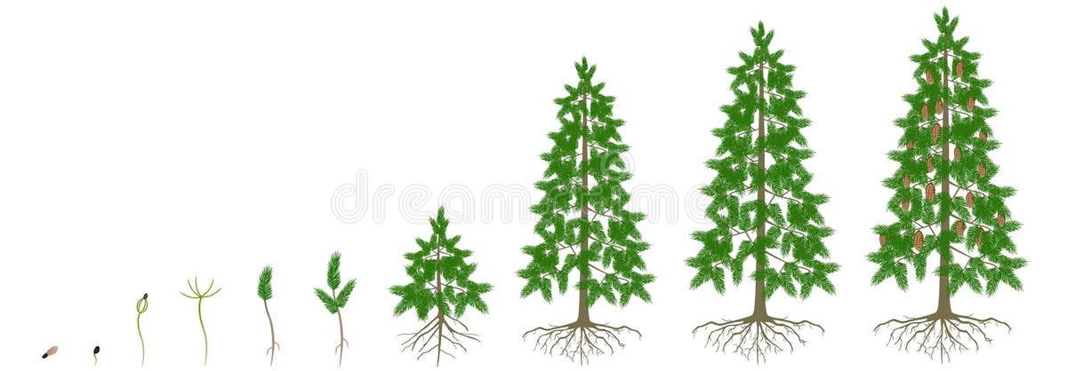 Spruce Tree Life Cycle Stock Illustrations – 72 Spruce Tree Life Cycle ...