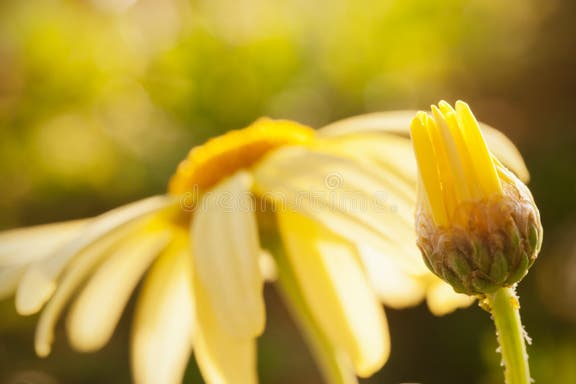 220 Daisy Life Cycle Stock Photos - Free & Royalty-Free Stock Photos ...