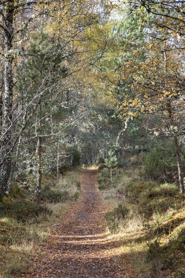 Cycle Path through Abernethy Caledonian Forest in Scotland Stock Image ...