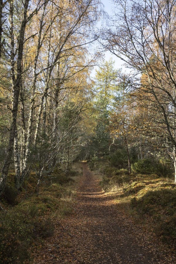 Caledonian Forest in Snow at Abernethy Forest in the Highlands of ...