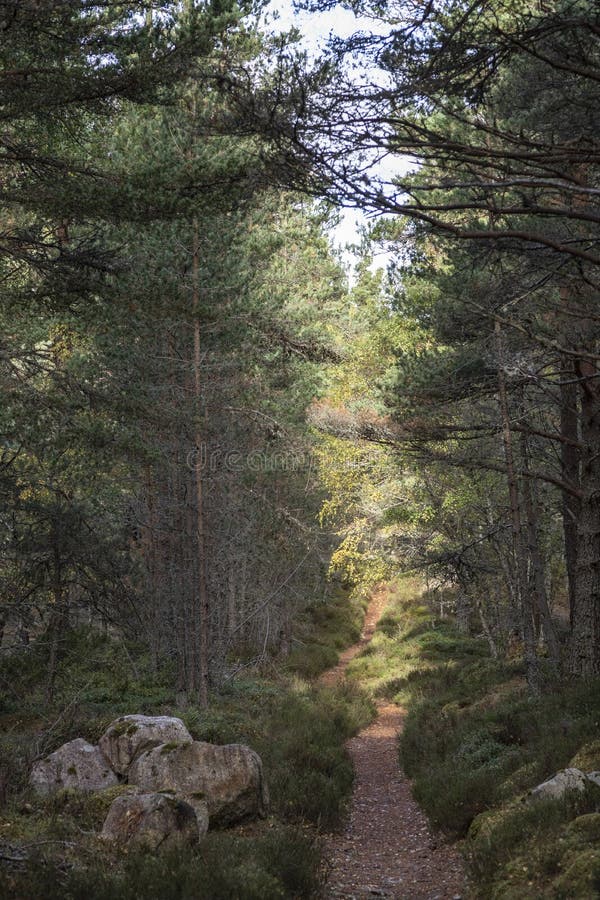 Caledonian Forest in Snow at Abernethy Forest in the Highlands of ...
