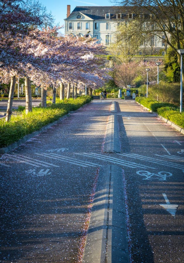 Cycle Path and Pedestrians Under Cherry Trees Stock Photo - Image of ...