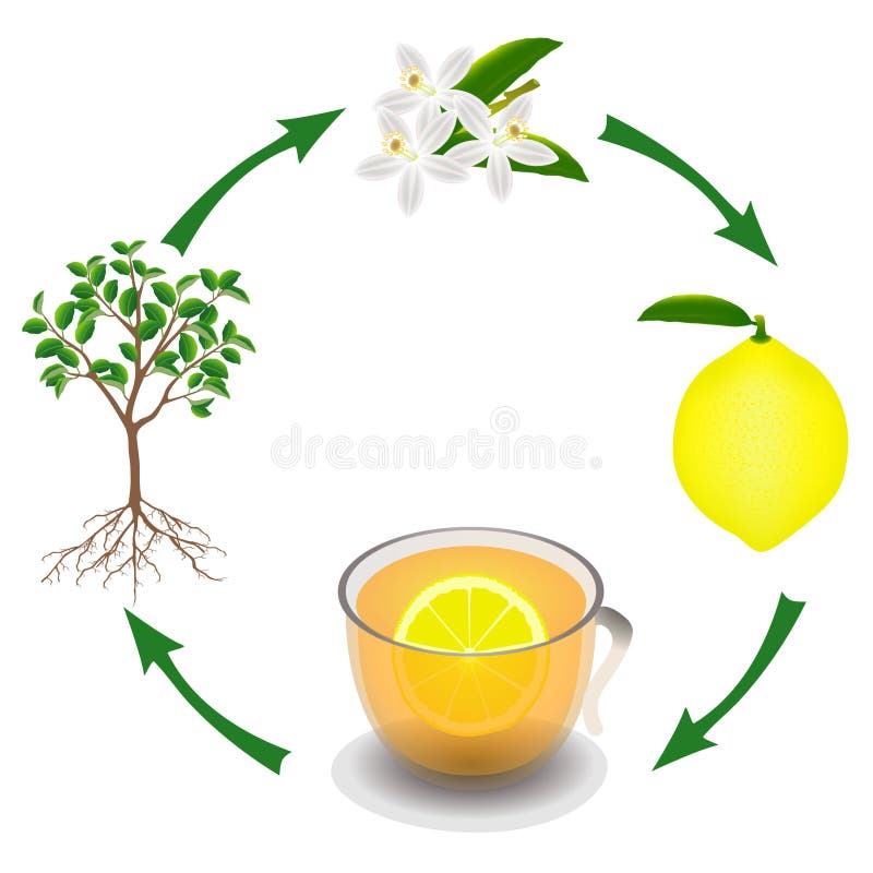 Life Cycle Tea Plant Stock Illustrations – 60 Life Cycle Tea Plant ...