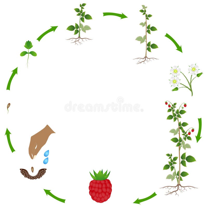 Cycle of a Raspberry Plant Growth Isolated on White Background. Stock ...