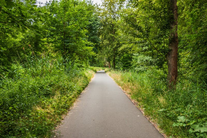 Path between Trees and Bushes Stock Photo - Image of environment, leaf ...