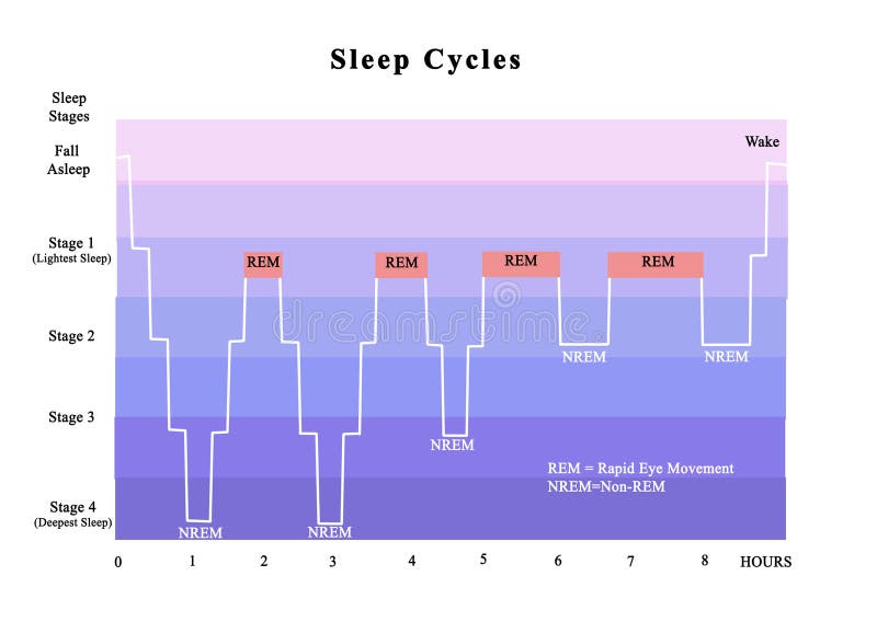 Stages of Sleep Cycle stock illustration. Illustration of muscle ...