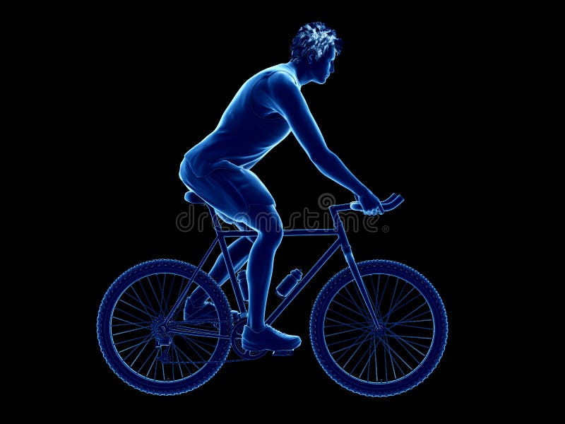 Cyclist Anatomy Stock Illustrations – 71 Cyclist Anatomy Stock ...
