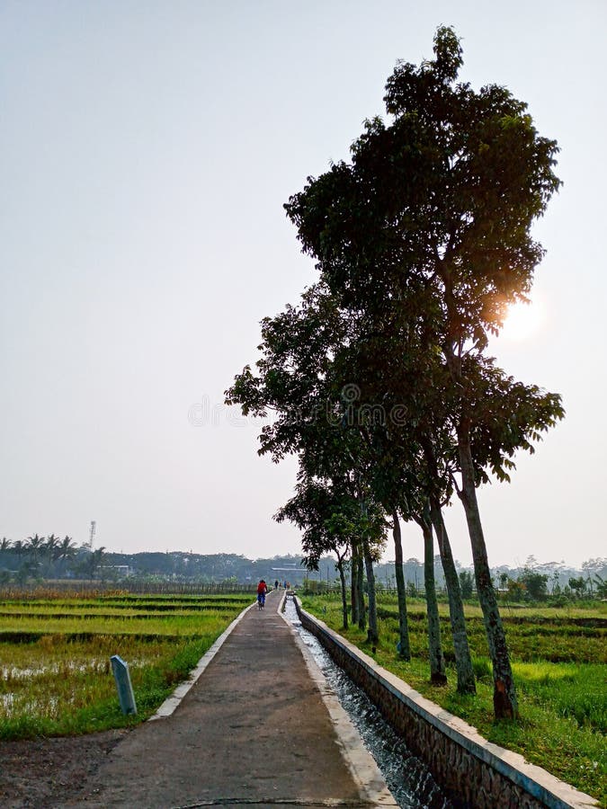 A Cyclist Rides Along a Rural Path through Green Rice Fields. Stock ...