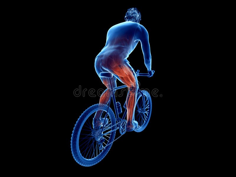 A cyclists muscles stock illustration. Illustration of system - 131450342