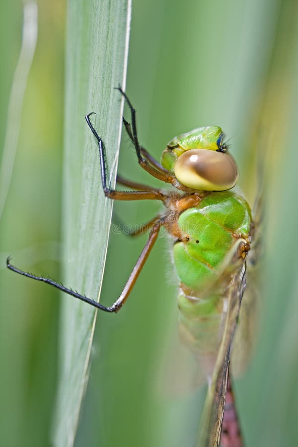Cyclops Dragonfly stock image. Image of animal, lace - 10486813