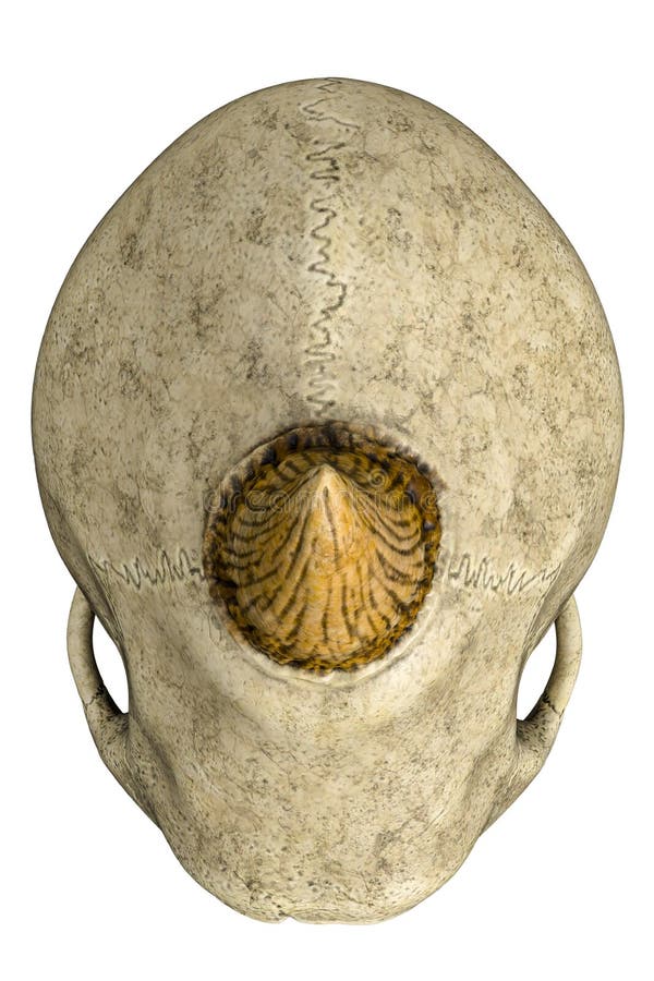 Cyclops Monster Skull in a White Background Stock Illustration ...