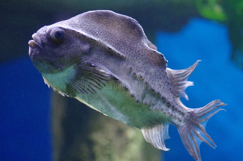 Cyclopterus Lumpus, the Lumpsucker or Lumpfish Stock Photo - Image of ...