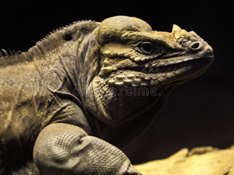 Cyclura Cornuta stock photo. Image of natural, nature - 43541558