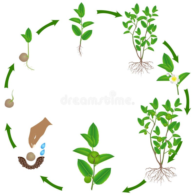 De Groei Groene Pijl Met Symbool Van Roebel, Het 3D Teruggeven Stock ...