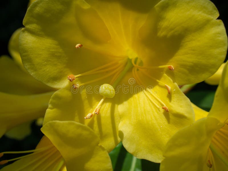 Cycnoches Orchid flower stock photo. Image of plant - 148759604