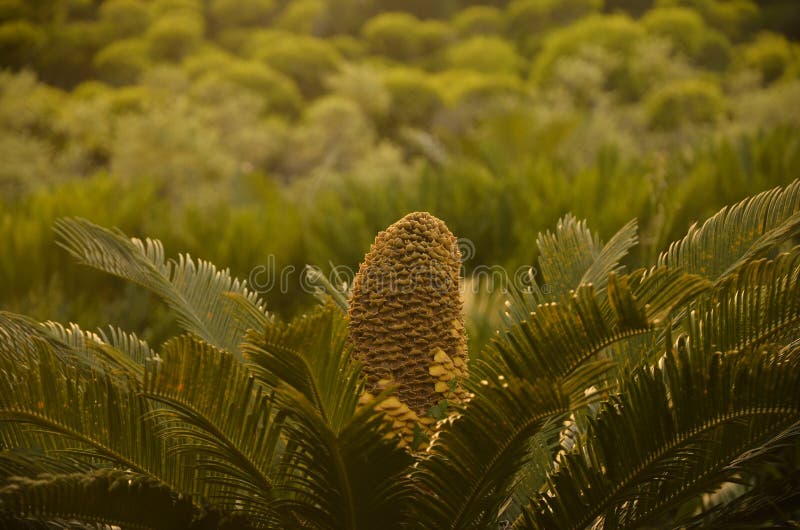 Cycus Revoluta stock image. Image of tree, food, nature - 316692639