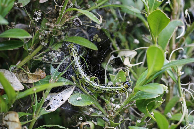 Cydalima Perspectalis Called Also As the Box Tree Moth Stock Photo ...