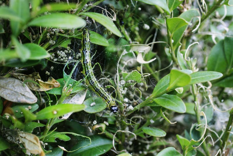 Cydalima Perspectalis Called Also As the Box Tree Moth Stock Photo ...
