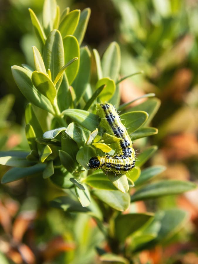 Cydalima Perspectalis Caterpillar, the Box Tree Moth Stock Image ...