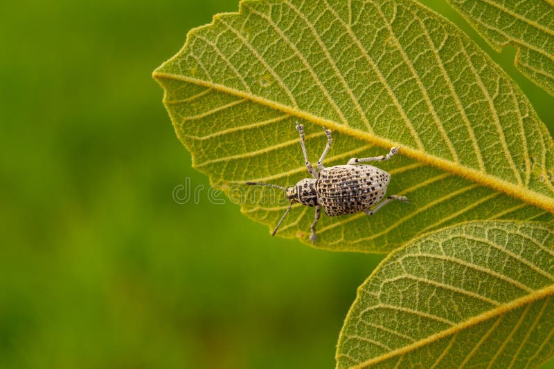 316 Beetle Behind Leaf Stock Photos - Free & Royalty-Free Stock Photos ...