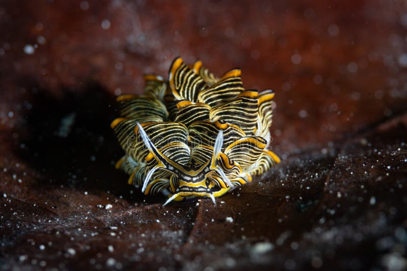 Cyerce nigra stock photo. Image of sapsucking, sacoglossan - 315354314