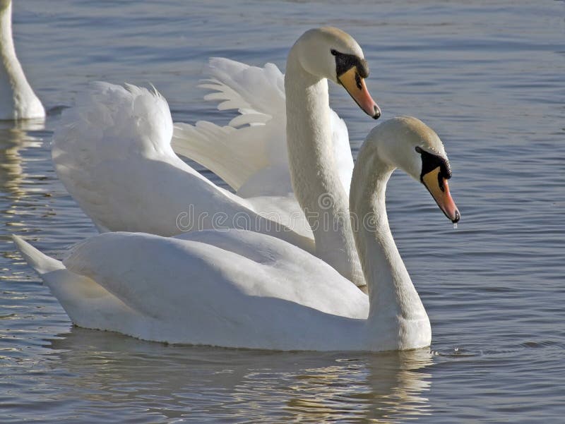 Cygnes image stock. Image du nature, faune, oiseaux, herbe - 6974483