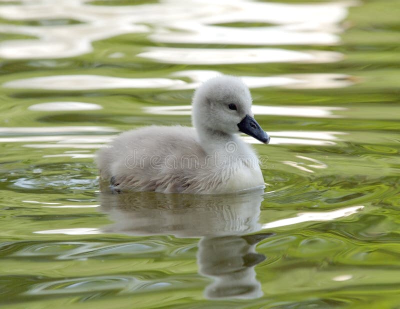 Cygnet stock image. Image of water, swan, wildfowl, young - 14519907