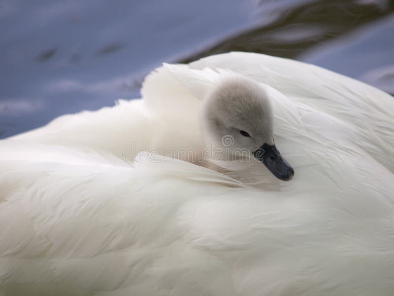 Cygnet stock image. Image of head, wildfowl, young, mother - 14519927