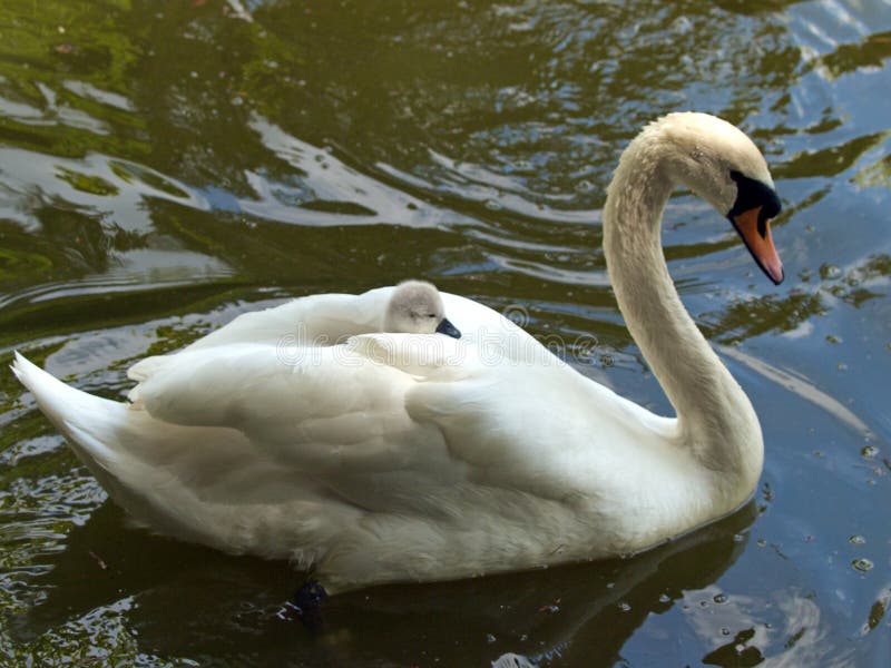 Cygnet stock photo. Image of hatchling, baby, wildlife - 14520558
