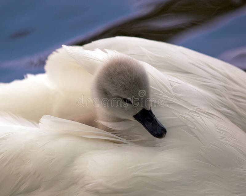 Cygnet stock image. Image of bird, cygnet, plumage, comfort - 22189335
