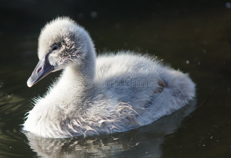 Cygnet stock photo. Image of reflection, baby, swan, beauty - 22812920