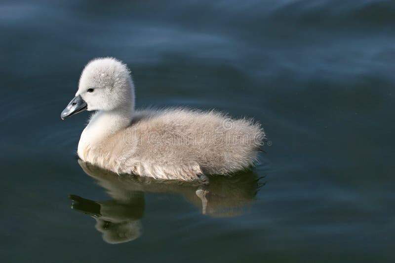 Cygnet stock photo. Image of wild, swim, wildfowl, drops - 23938996