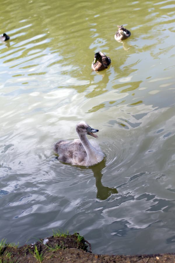 Cygnet stock photo. Image of swan, lake, water, soft - 25581538