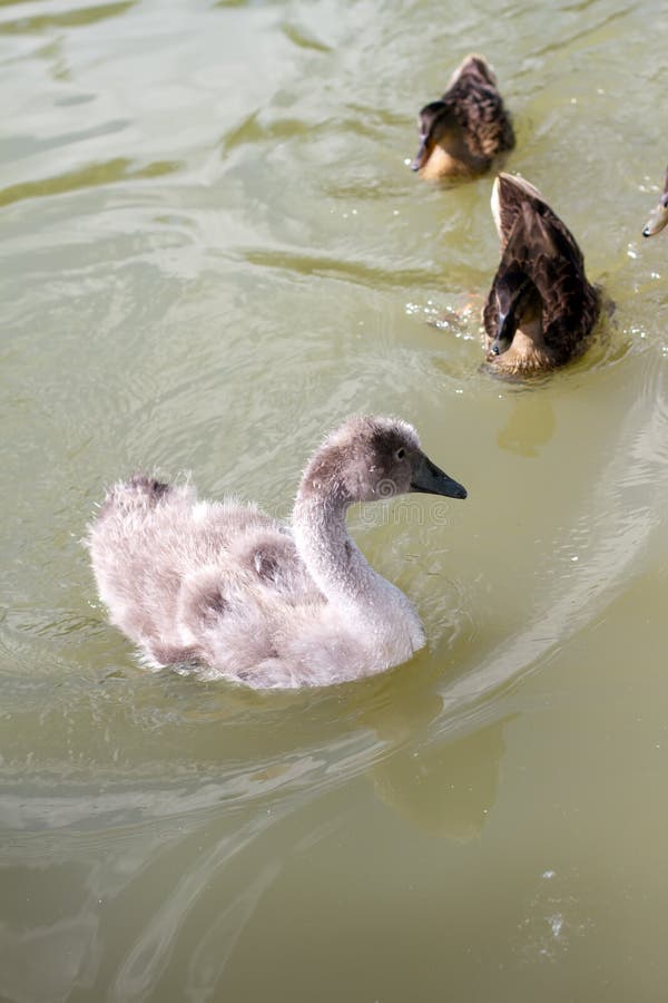 Cygnet stock image. Image of feathers, england, youth - 25581607