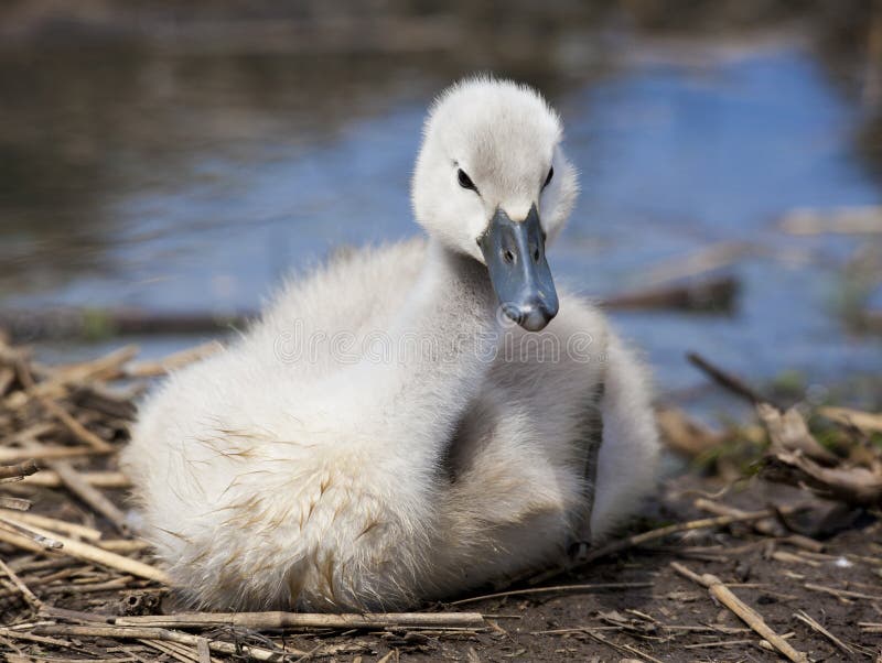 Cygnet stock photo. Image of brood, nest, beach, flying - 12894