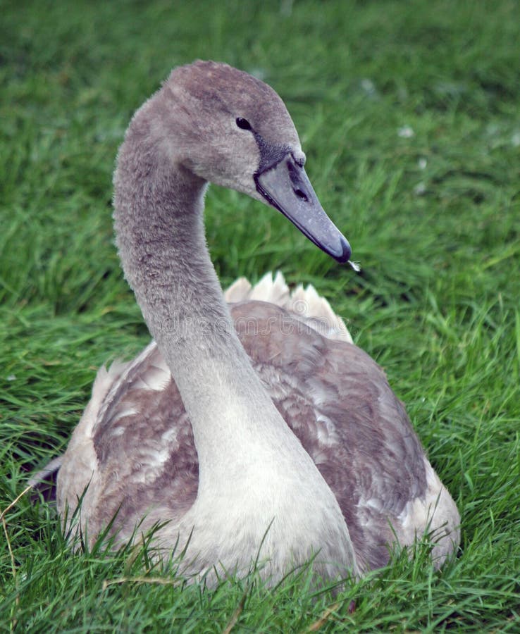 Cygnet stock photo. Image of brood, nest, beach, flying - 12894