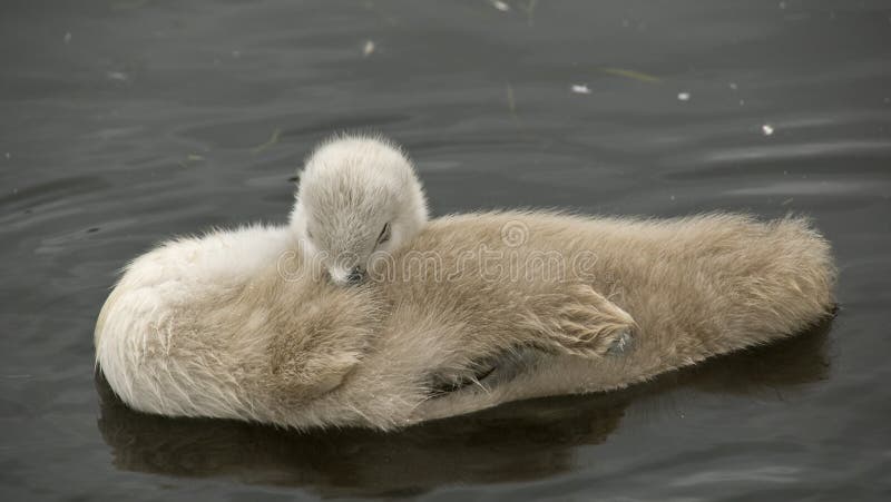 Cygnet afloat ,asleep. stock photo. Image of self, grey - 20370462