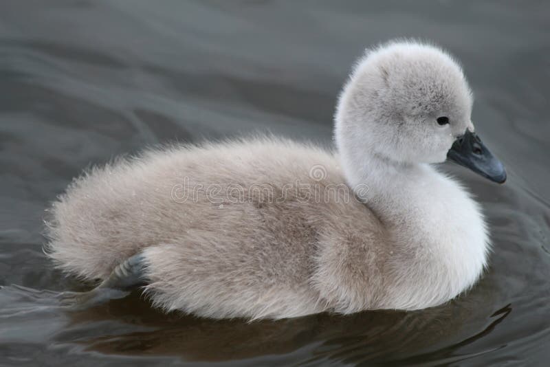 Cygnet stock image. Image of feather, wildlife, bill - 73142563