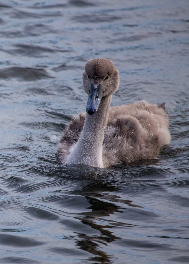 Cygnet (Cygnus Olor) Spotted Outdoors in Dublin, Ireland Stock Photo ...