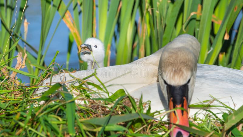 Cygnet and Mother stock image. Image of large, fowl - 148517273