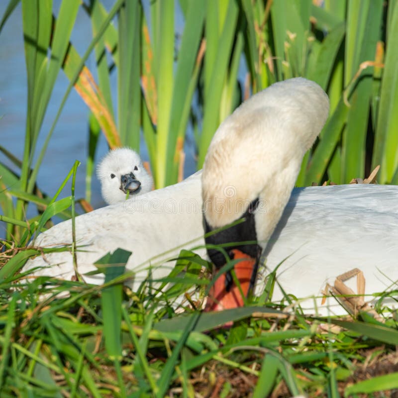 Cygnet and Mother stock photo. Image of mute, care, animals - 148517372