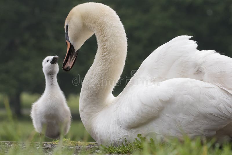 Cygnet on Southampton Common Stock Image - Image of cygnet, small ...