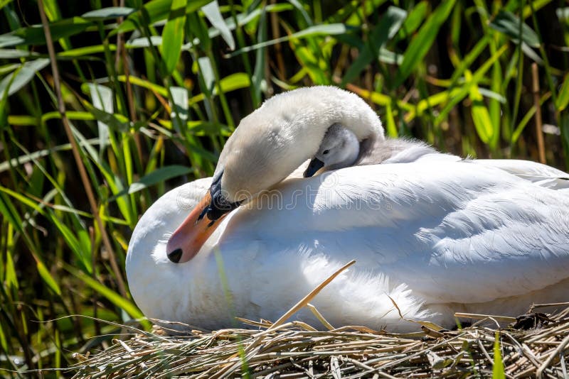 A Cygnet Nuzzled on Mums Back Whilst Sitting on the Nest Stock Photo ...