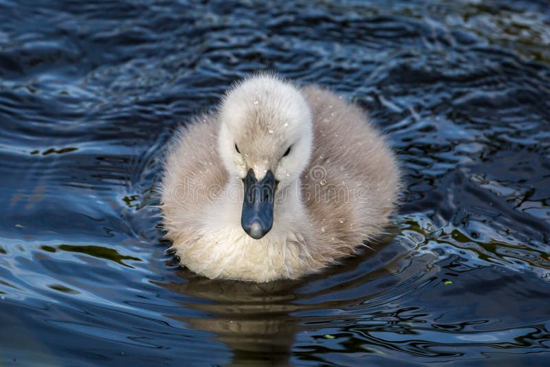 A Cygnet in Springtime stock image. Image of bird, outdoors - 196716341
