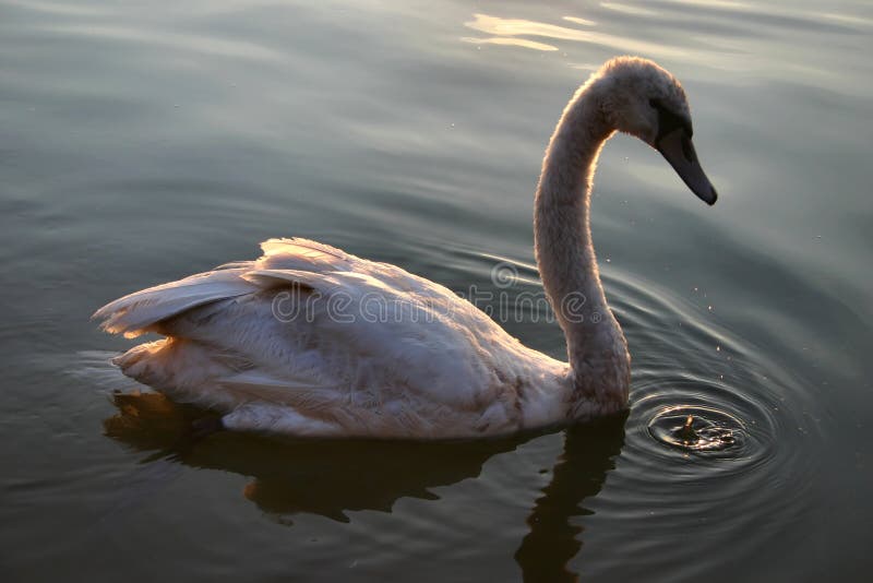 Cygnet in sunset light stock photo. Image of mirror, light - 305646