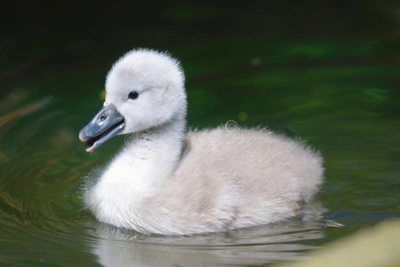 Cygnet Swimming in the Water Stock Photo - Image of swan, cute: 105905128