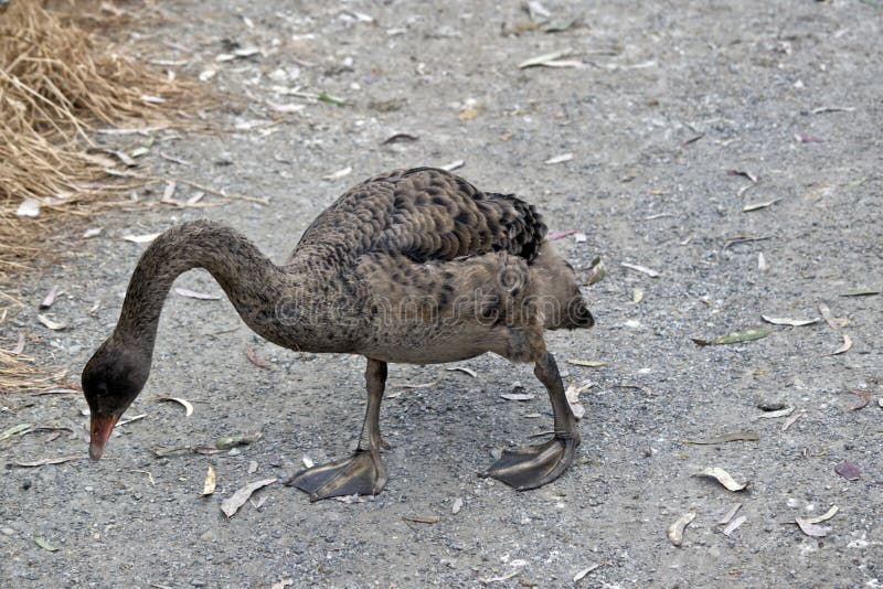 Cygnet is walking stock photo. Image of swan, strip - 117682632