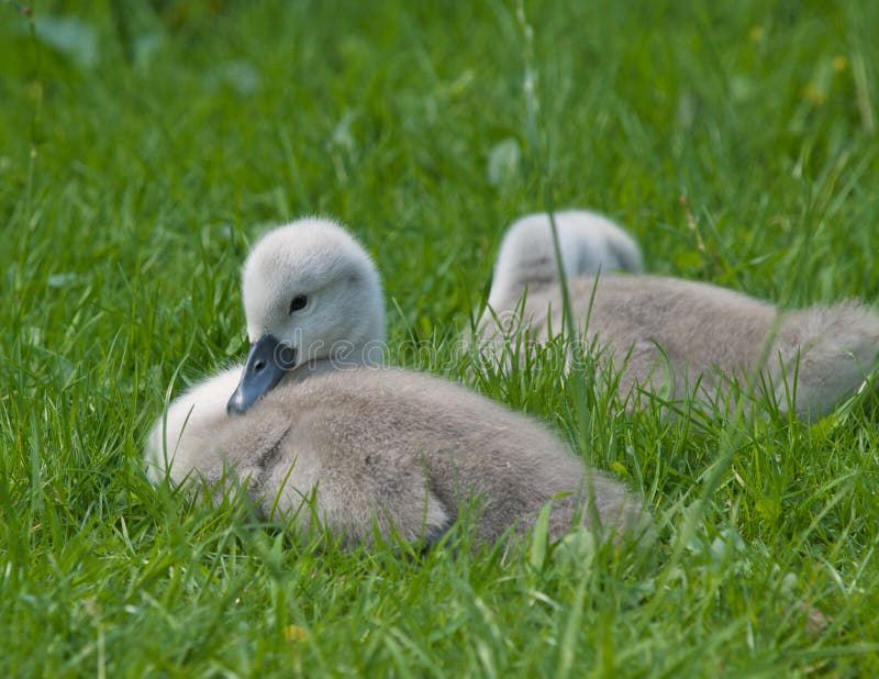 Cygnets stock image. Image of baby, young, bird, animal - 15062769