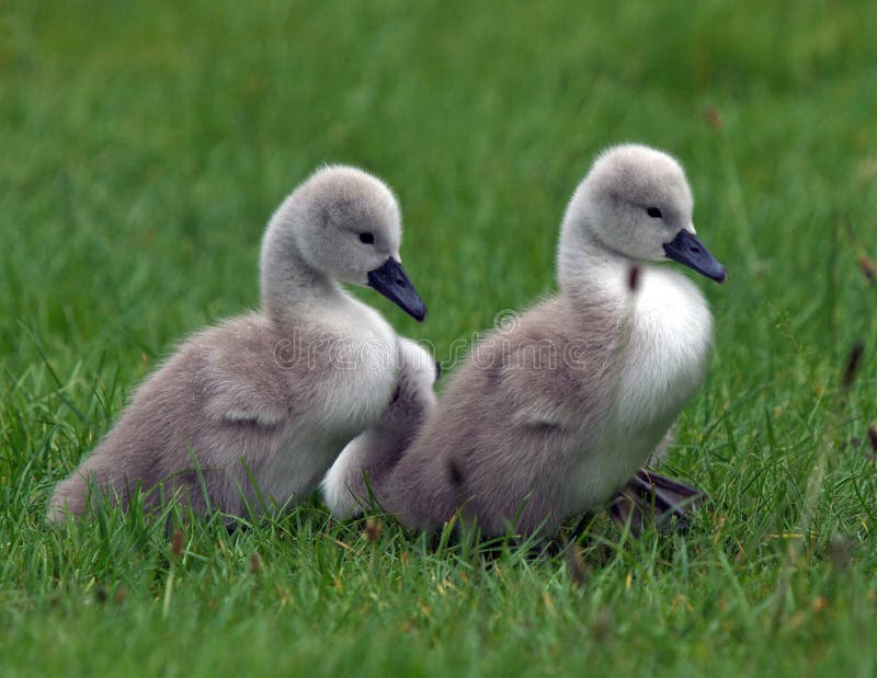 Cygnets stock photo. Image of nature, young, cygnets - 22176544
