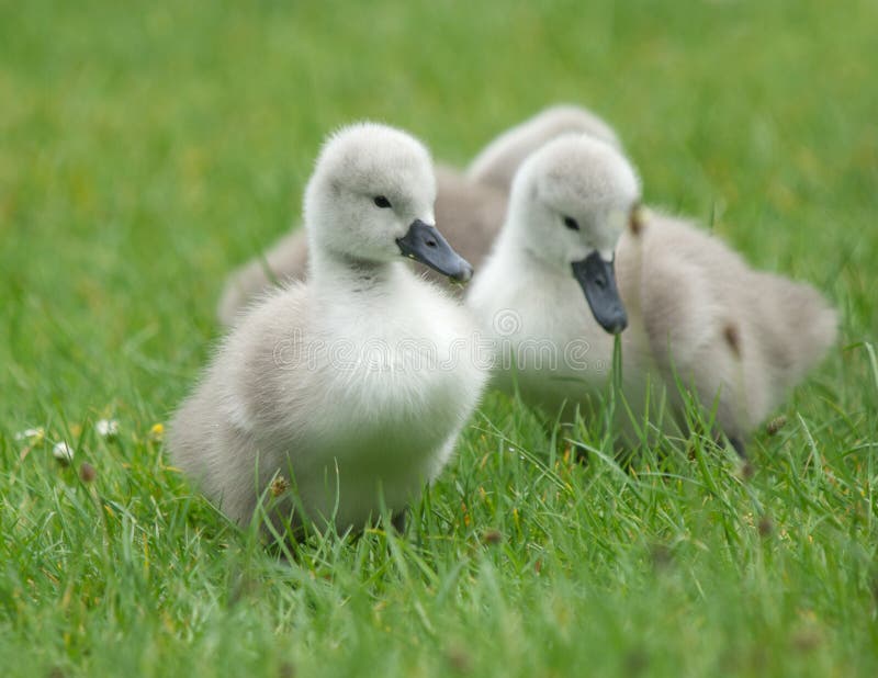 Cygnets stock image. Image of baby, young, bird, animal - 15062769